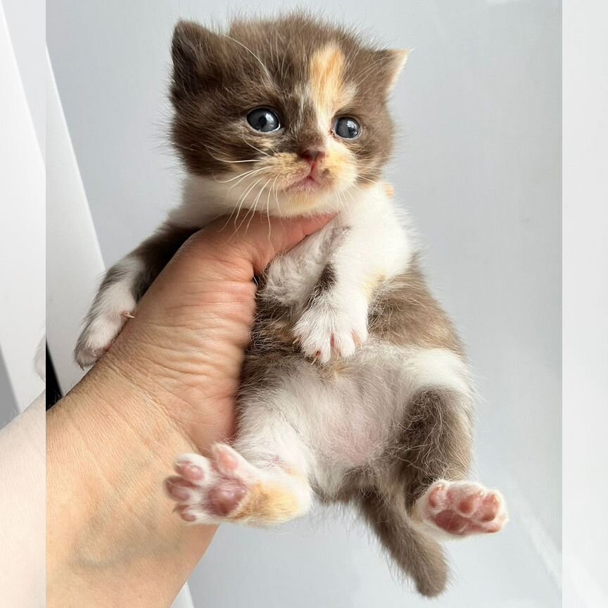 Британские котята