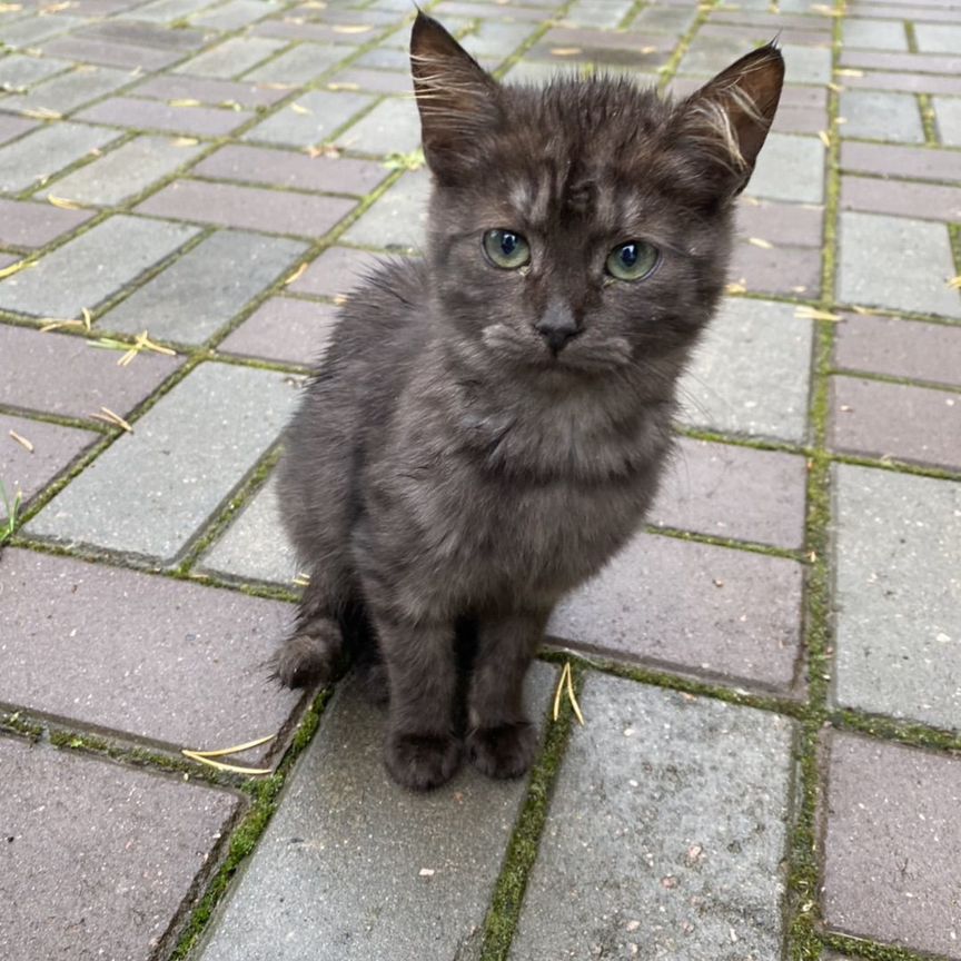 Котята в добрые руки бесплатно