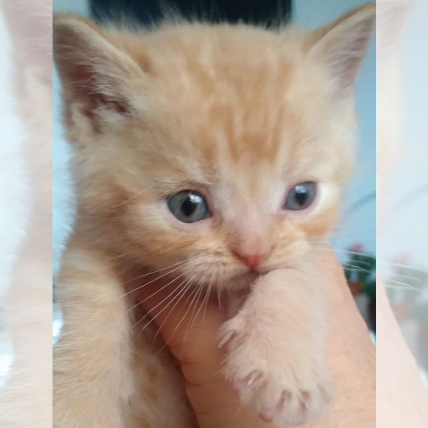 Продам котенка шотланского
