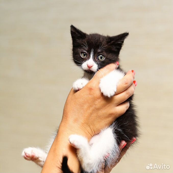 Ласковый котёнок Манго ищет дом