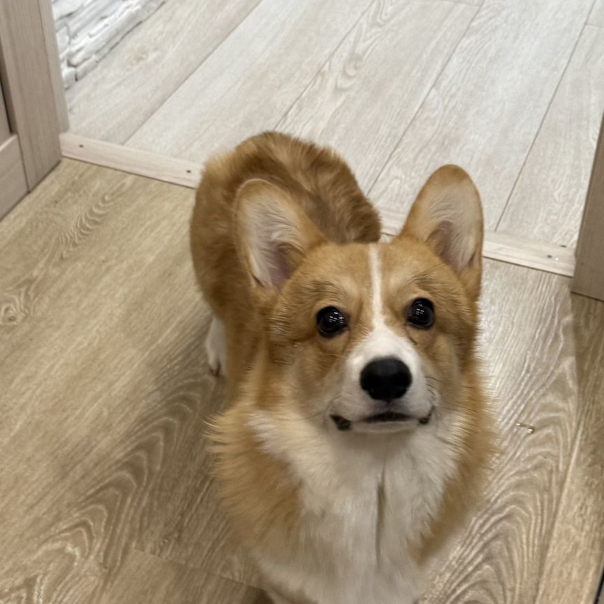 Вельш Корги Пемброк, щенок