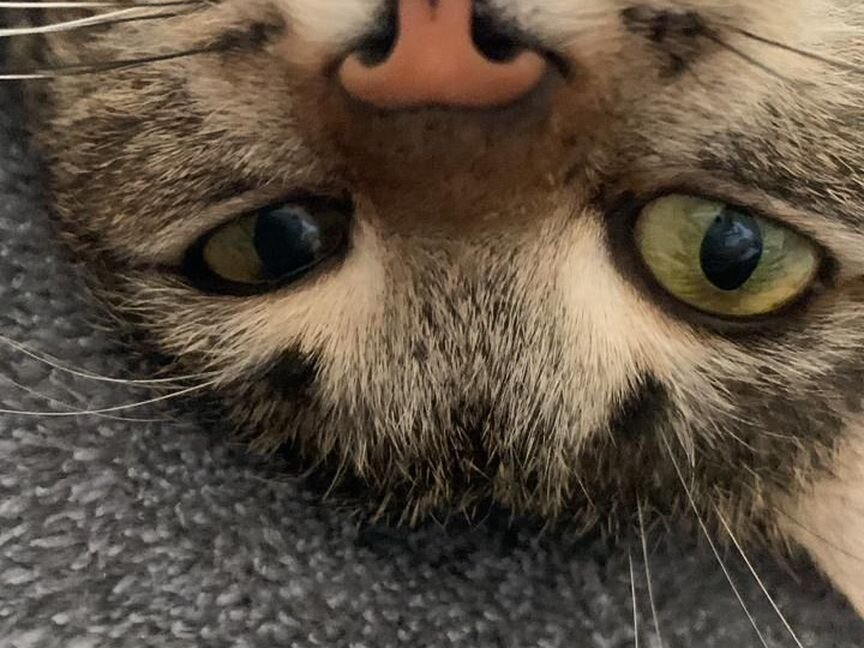 Диванная Кошечка