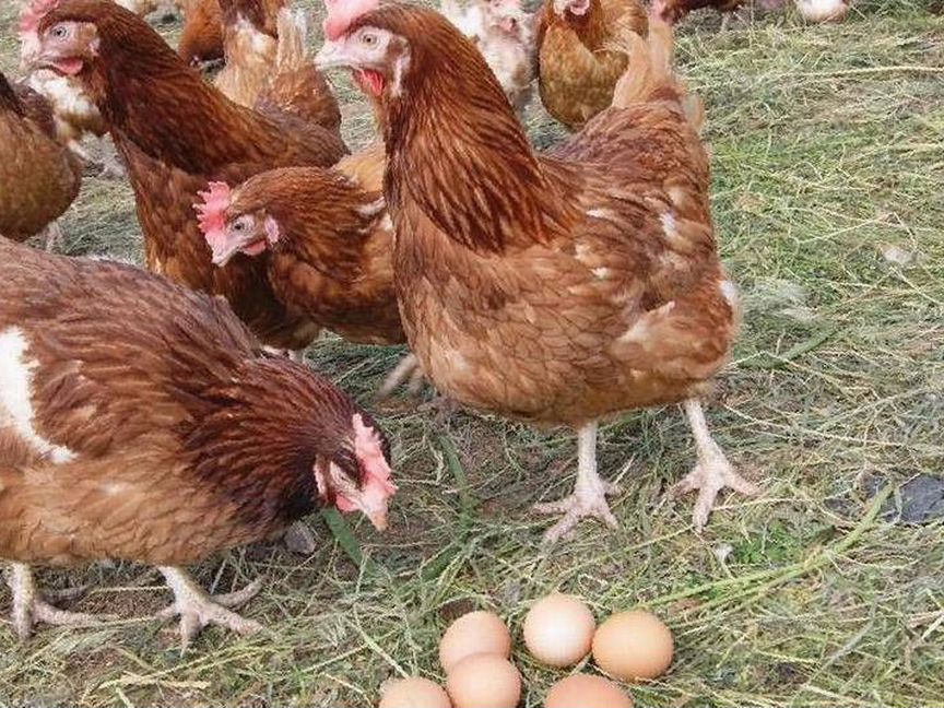 Куры несушки с агрофермы