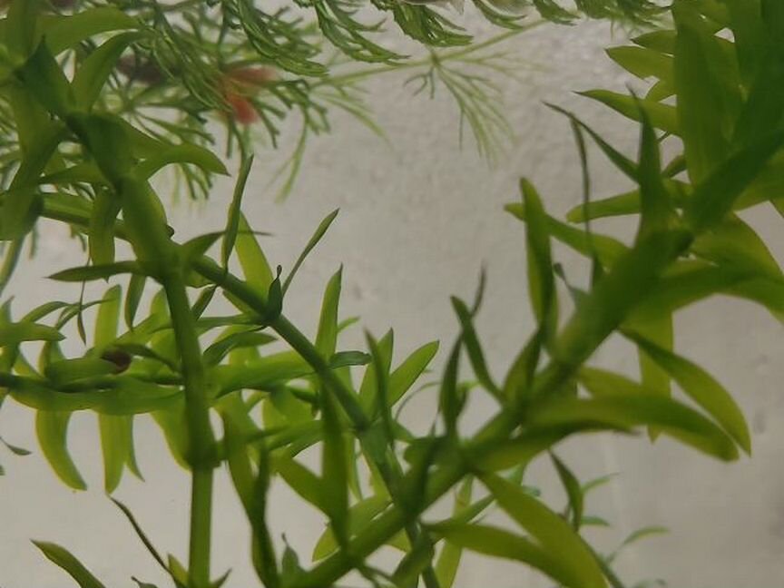 Рыбки гуппи