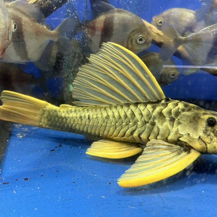 Hypostomus luteus