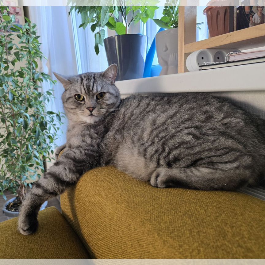 Молодой котик ищет новых хозяев