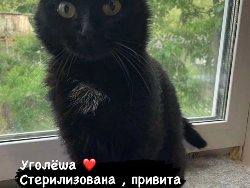 Кошечка в добрые руки