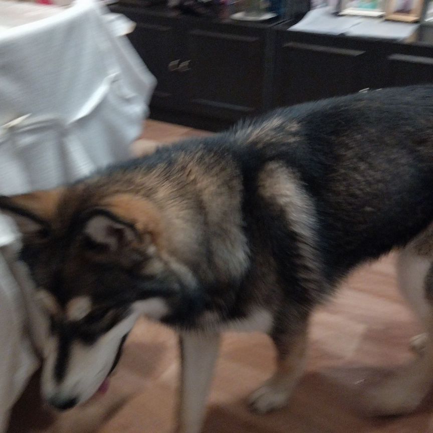 Домашние животные собаки в добрые руки