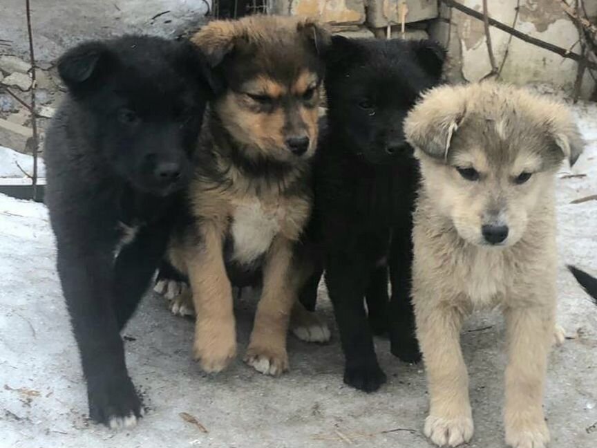 Щенки в добрые руки