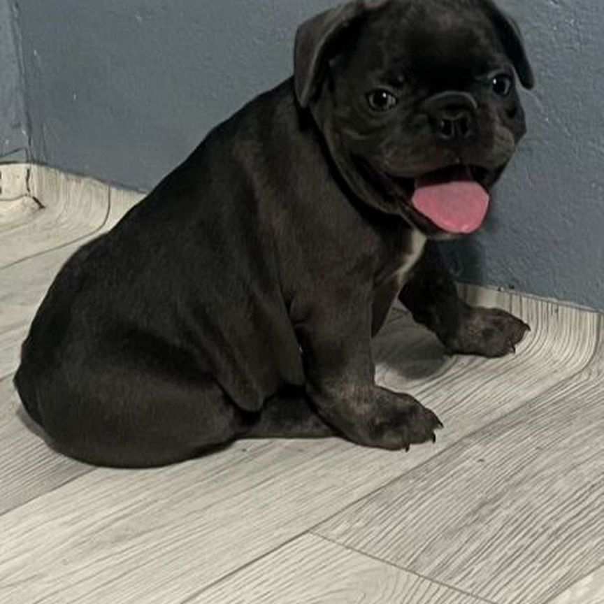 Французский ребенок