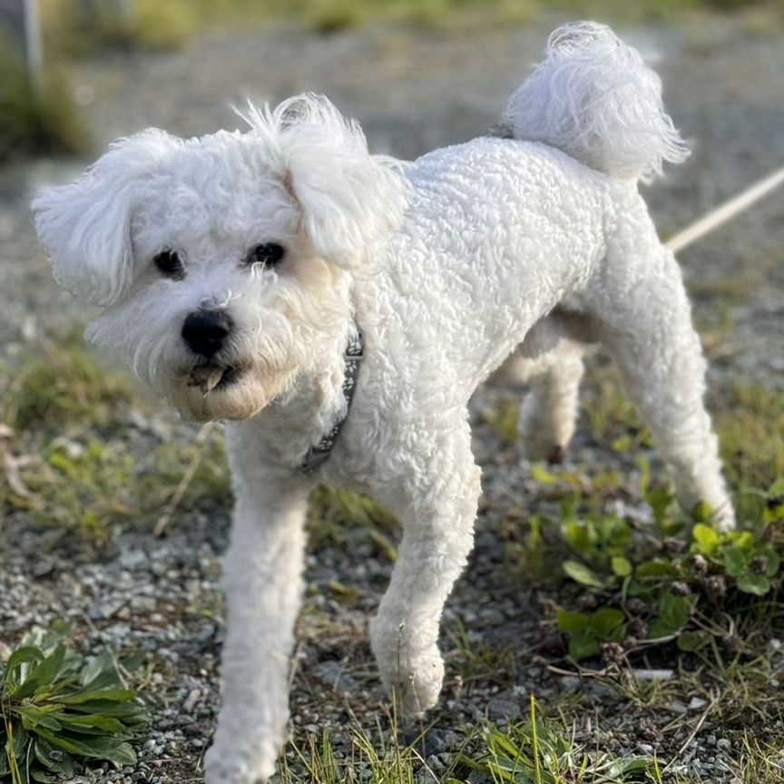 Бишон фризе вязка