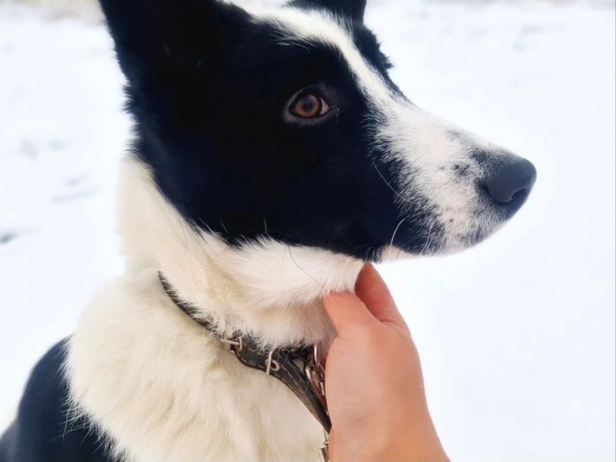 Щенок