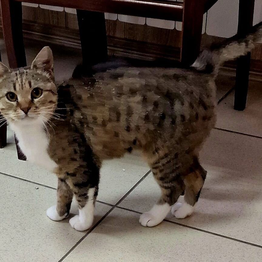 Кошка Мурка в добрые руки