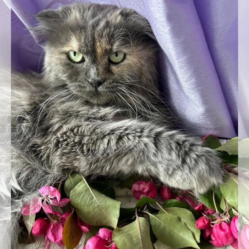 Ласковая пушистая шотландская вислоухая кошка