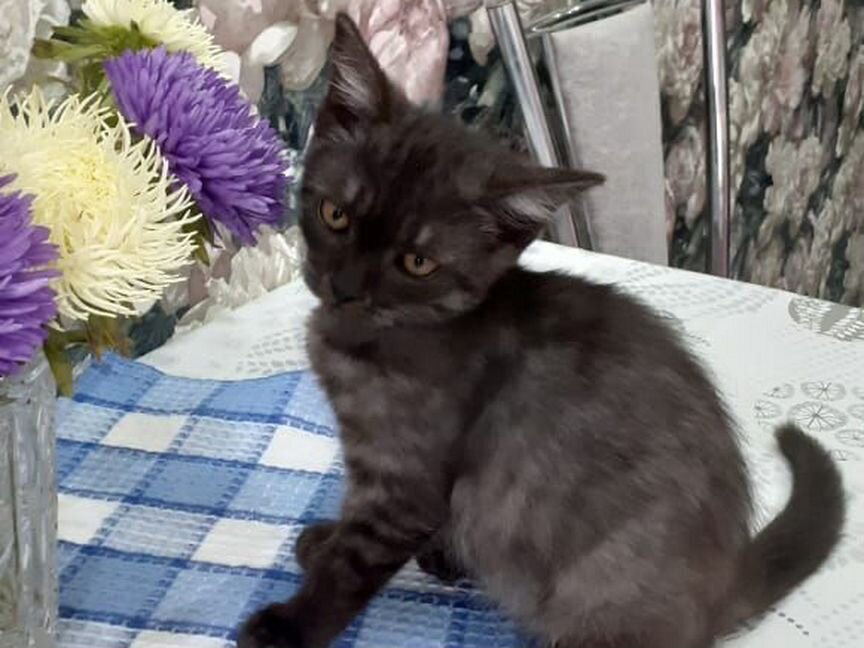 Котёнок Кексик, окрас "чёрный дым"