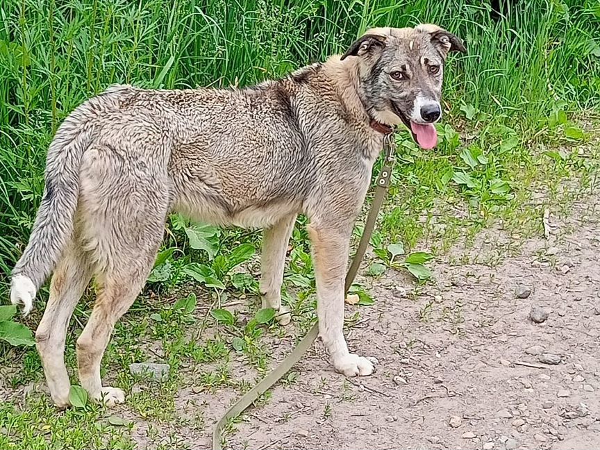Щенок Дейзи в добрые руки