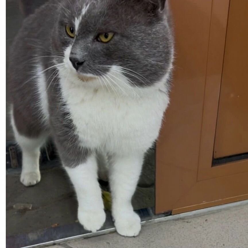 Котик ищет дом