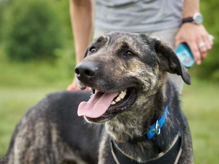 Очень душевный пёс мечтает о доме