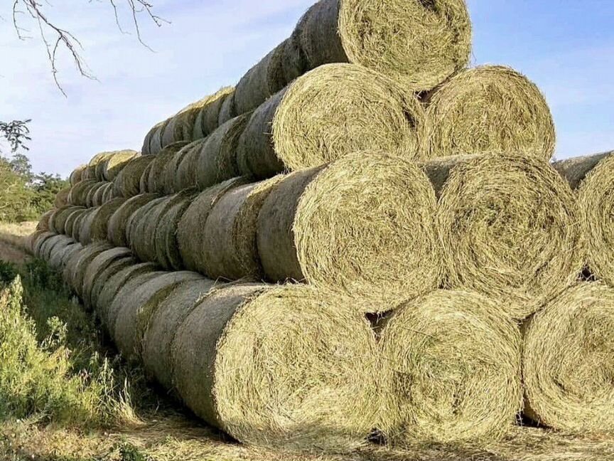 Сено в тюках