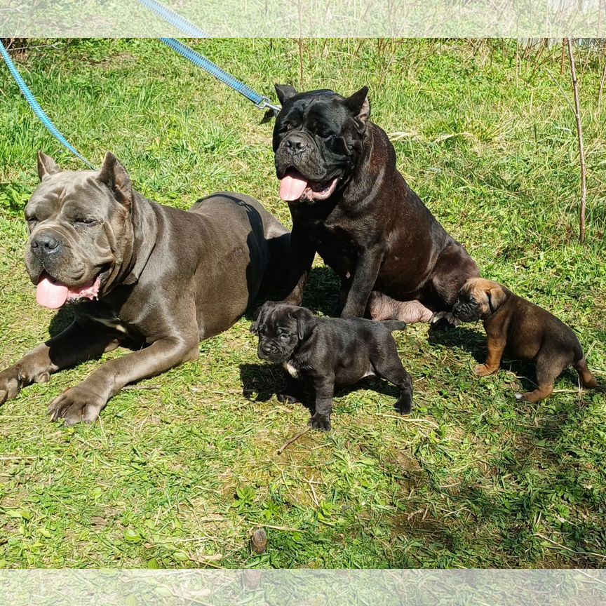 Кане-корсо, щенок