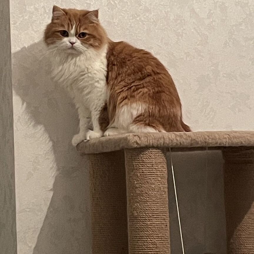 Шотландская прямоухая длинношёрстная, взрослая кошка