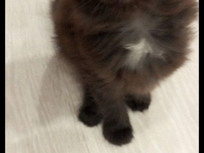 Котенок