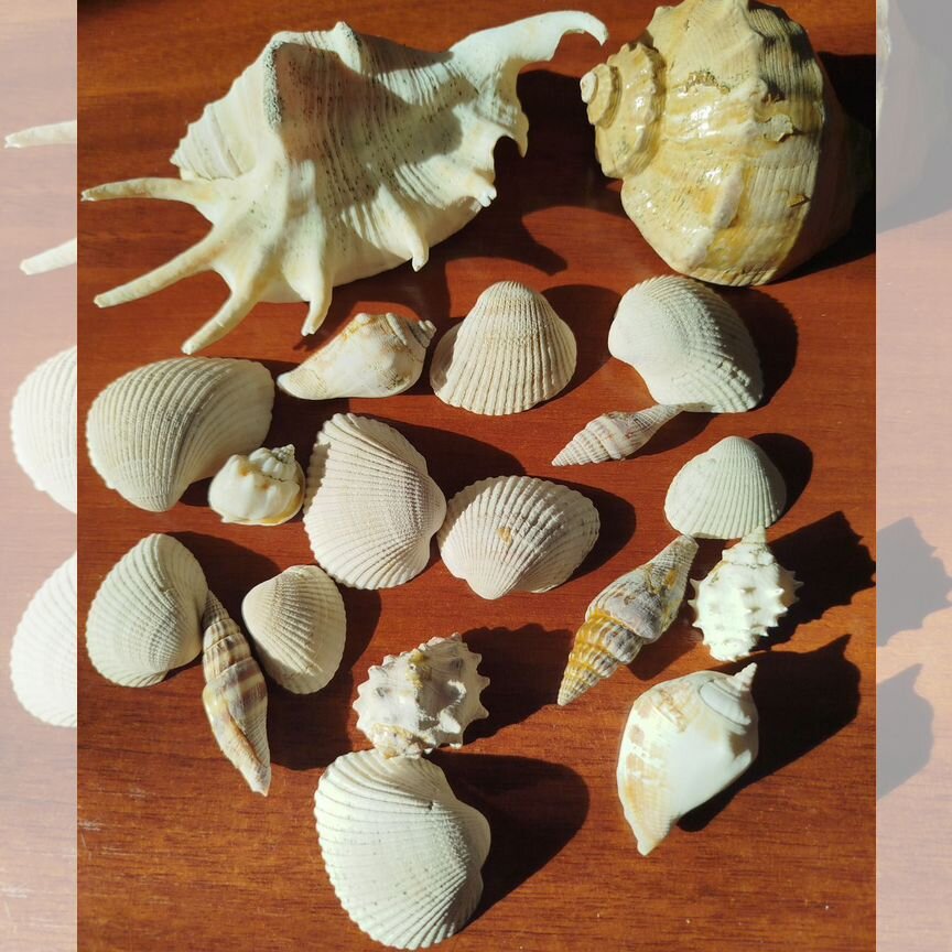 Ракушки для аквариума и декора