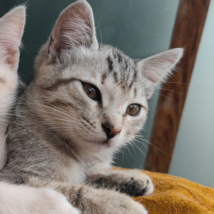 Кошенька котенок