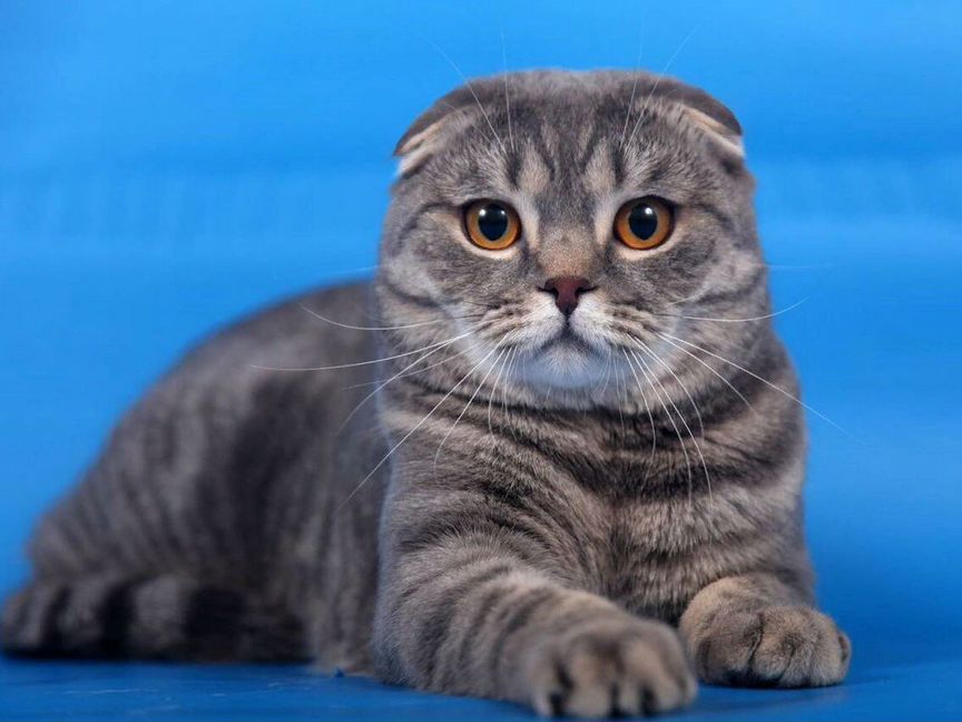 Продаются котята, 1 месяц отроду