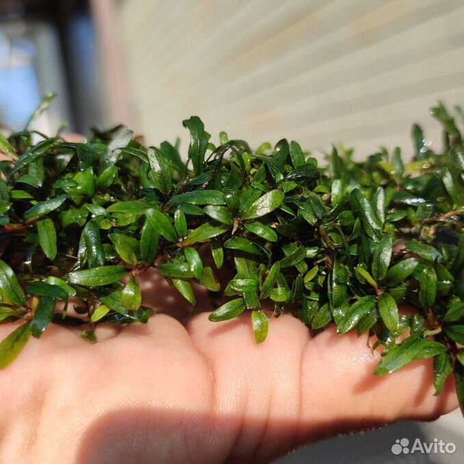 Bucephalandra sp. Kualakuayan