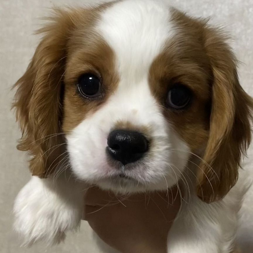 Кавалер кинг-чарльз-спаниель, щенок