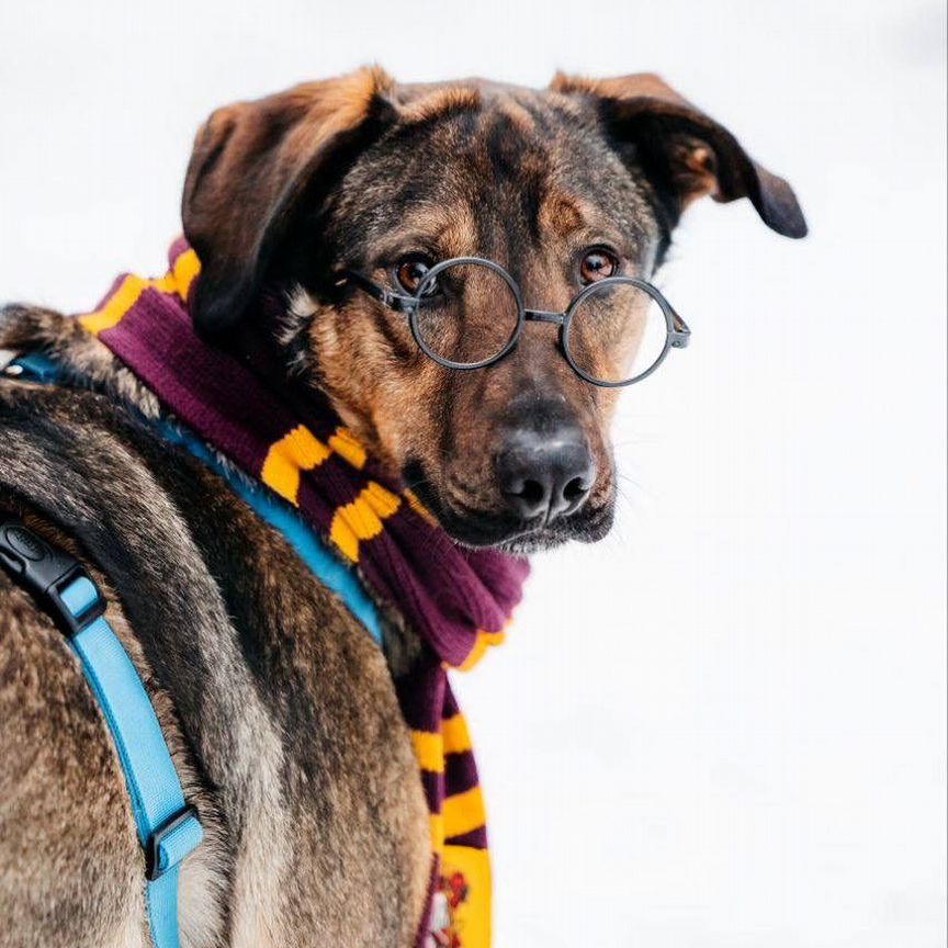 Ирвин в добрые руки