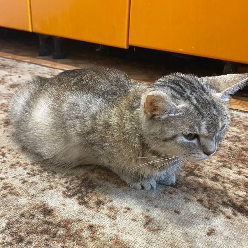 Кошка и коты