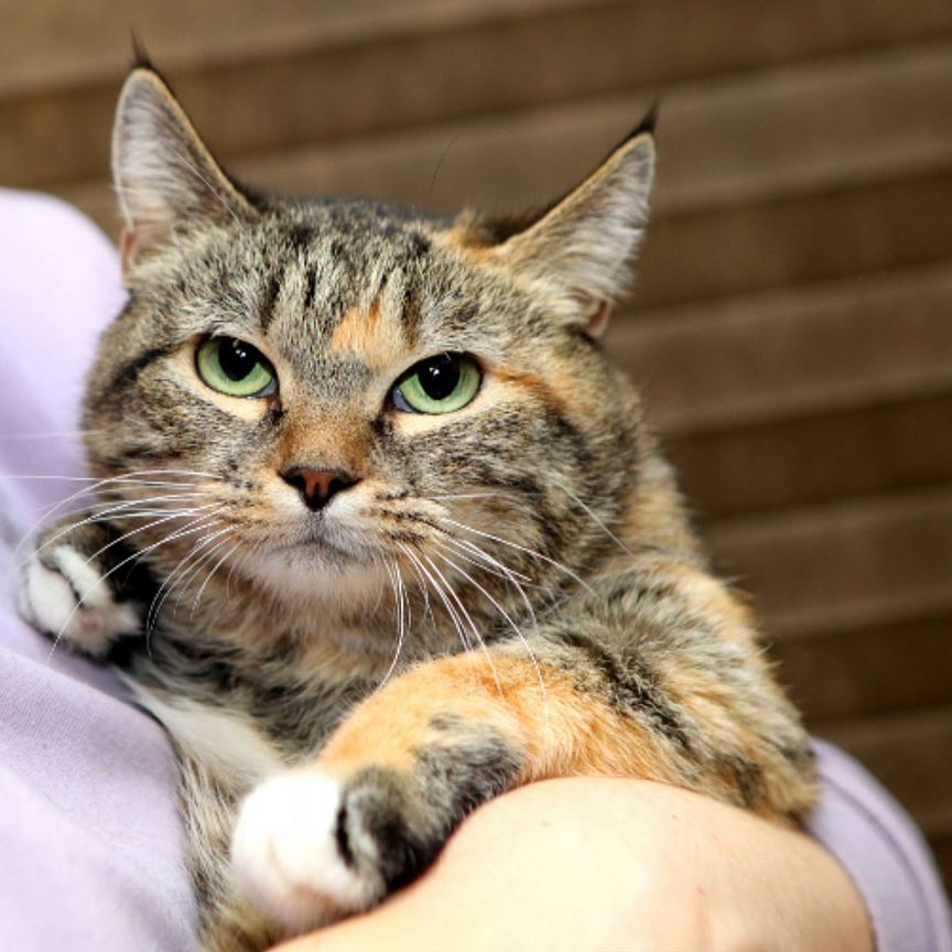 Взрослая, Девочка кошка в добрые руки