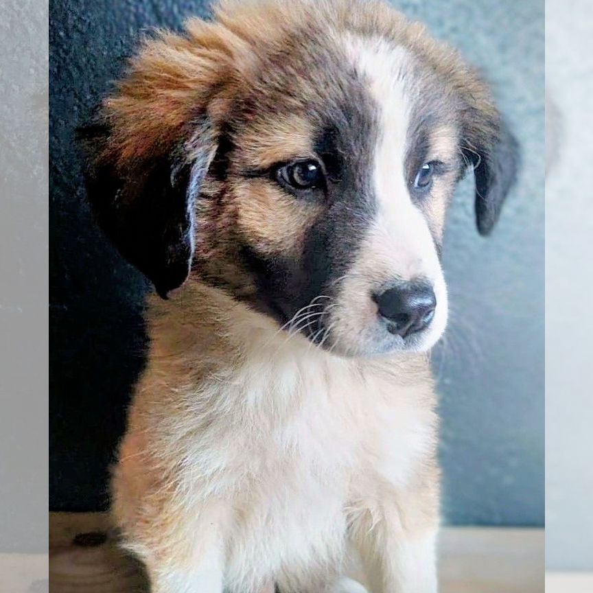 Щенок в добрые руки