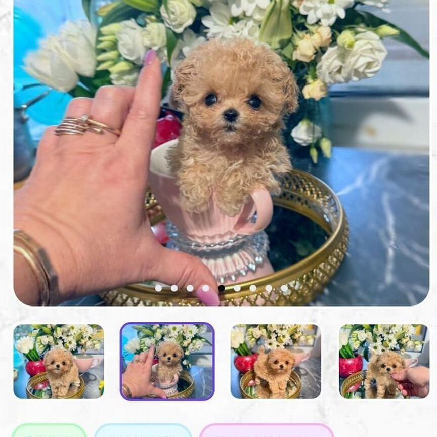 Мальтипу, щенок