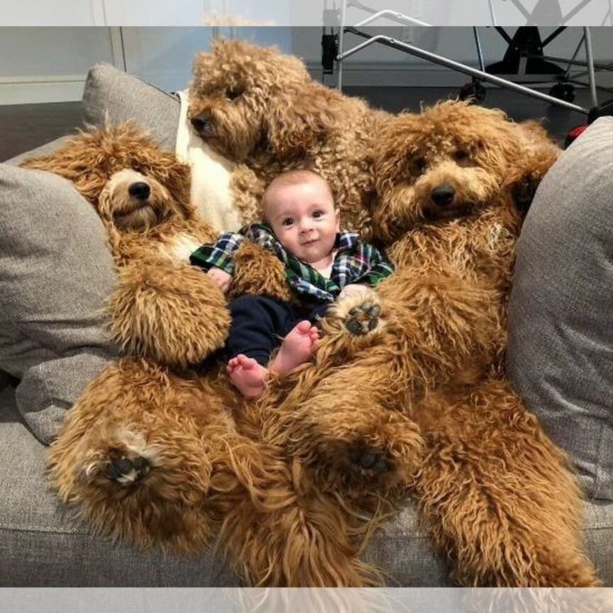 Китайский императорский пудель