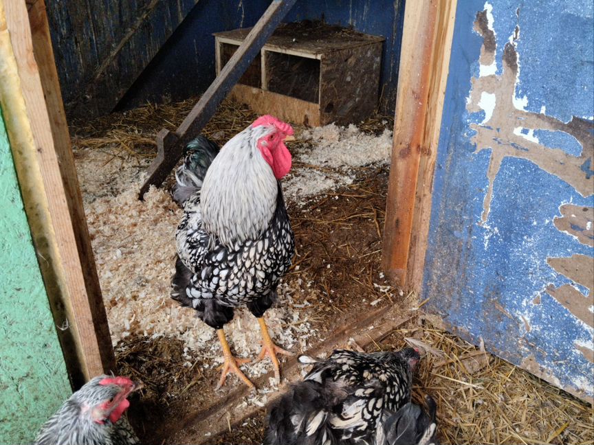 Петух виандот серебристый