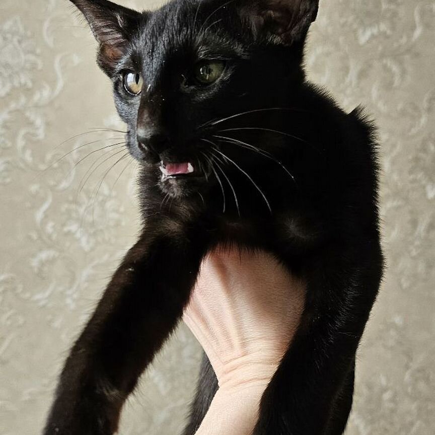 Ориентальный котёнок