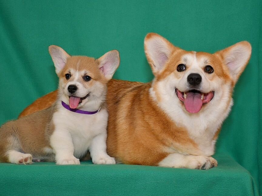 Вельшкорги пемброк