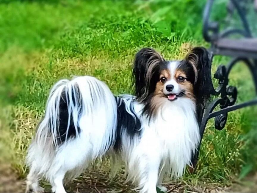 Вязка папийон / Импорт