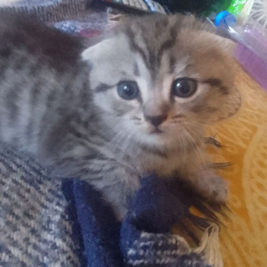 Шотландские вислоухие котята бесплатно