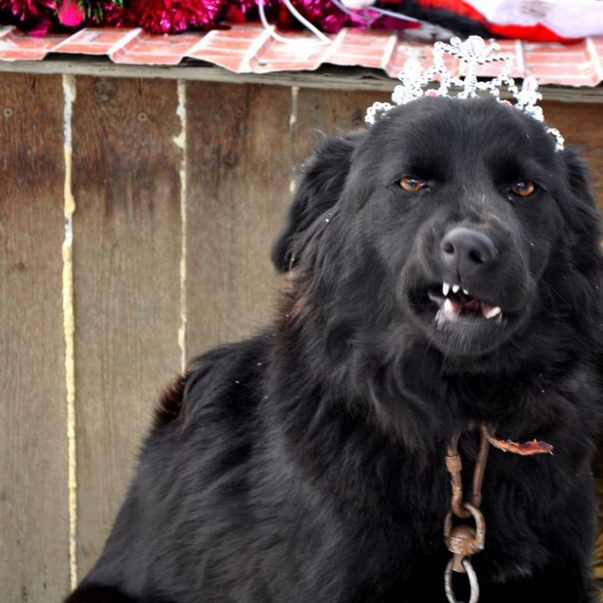 Взрослая собака в добрые руки