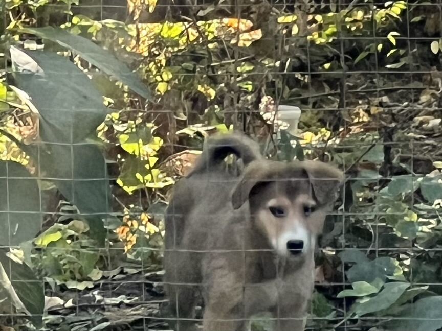 Щенок в добрые ручки