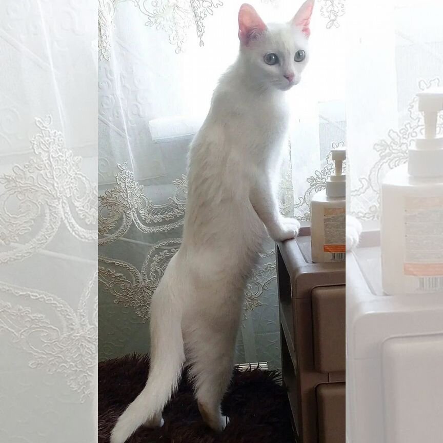 Взрослая, кошка в добрые руки