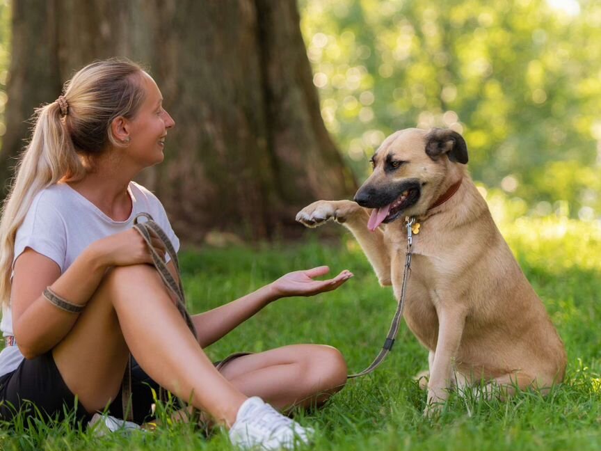 Ласковая собака улыбака Белка ищет дом