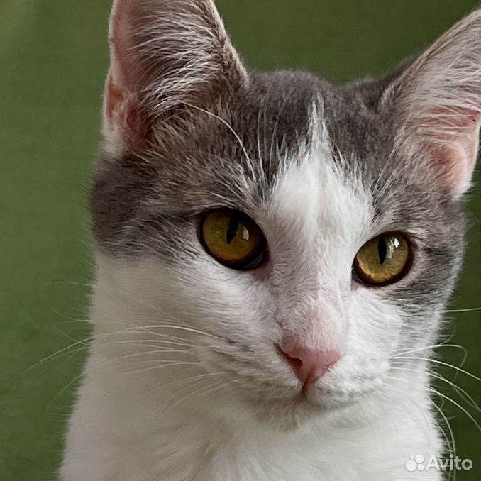 Плюшевый мишка, котик