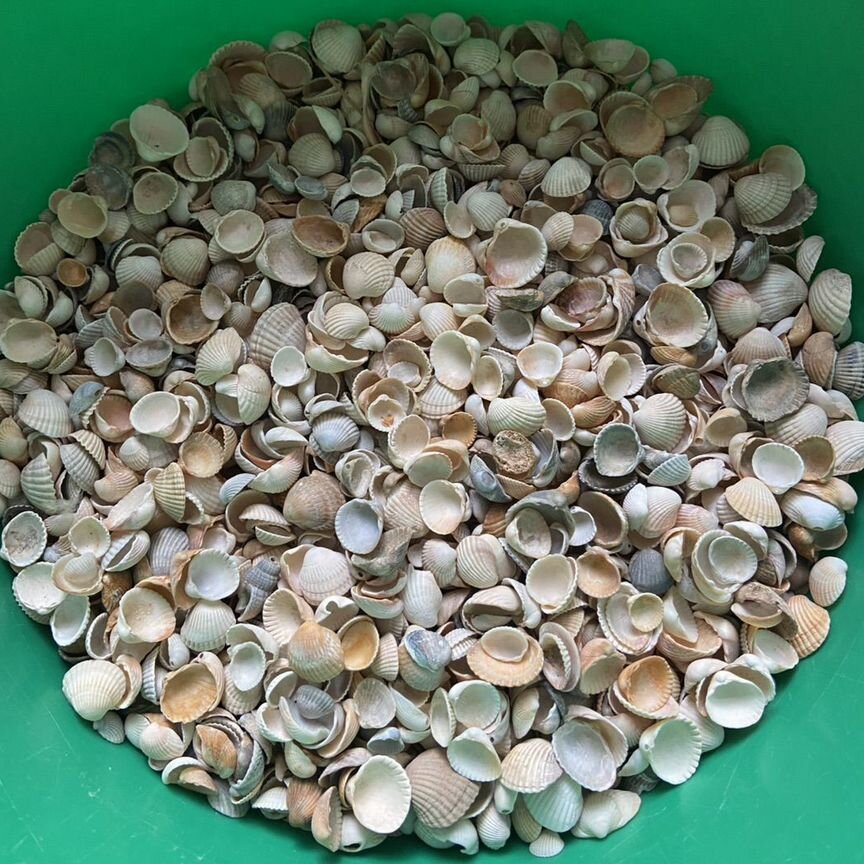 Ракушки морские, мелкие, для поделок