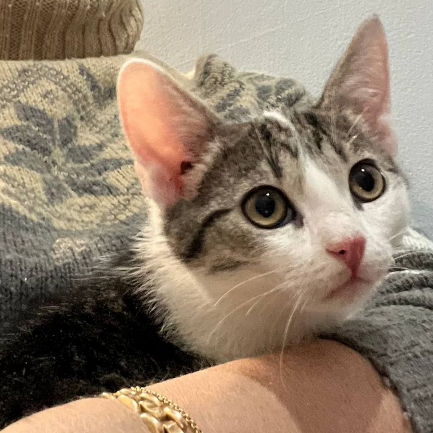 Котёнок в добрые руки