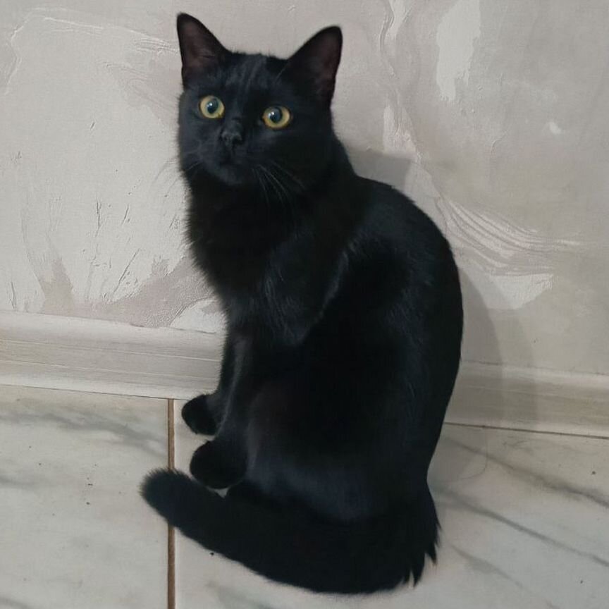 Кошечка
